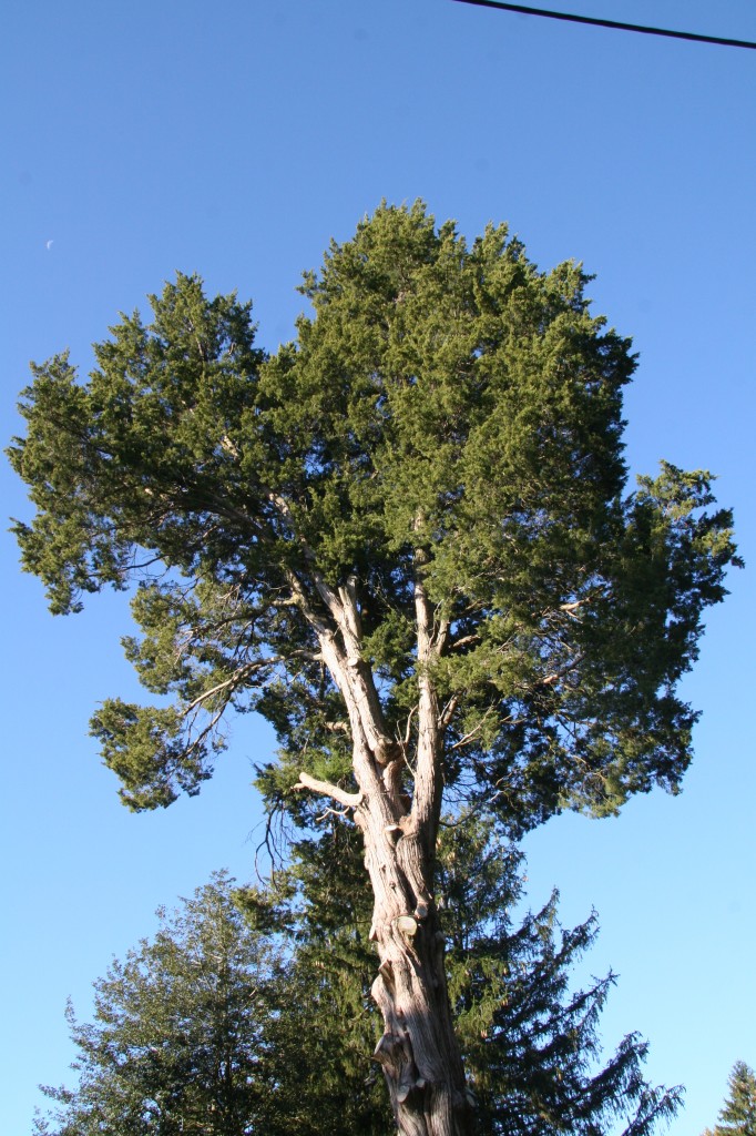 Juniper – Delaware Trees