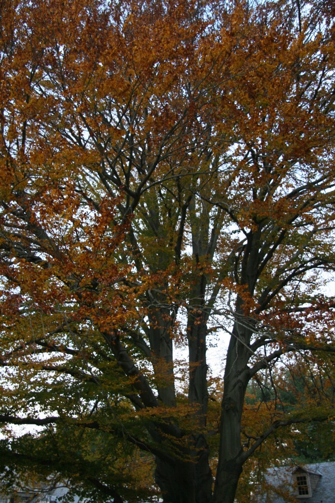 European beech – Delaware Trees