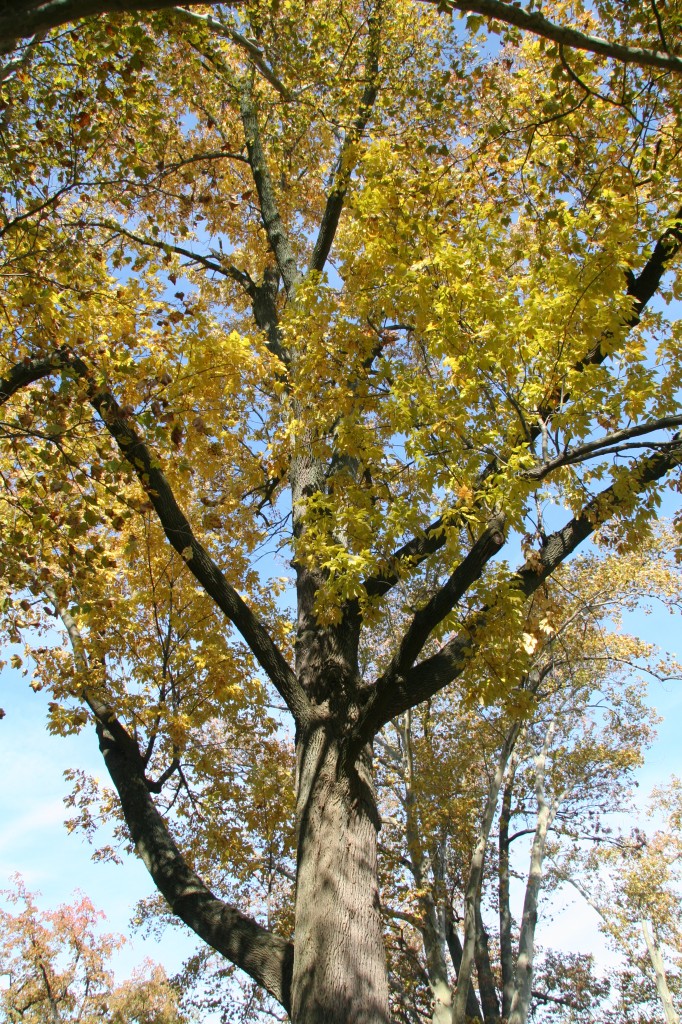 Bitternut hickory – Delaware Trees