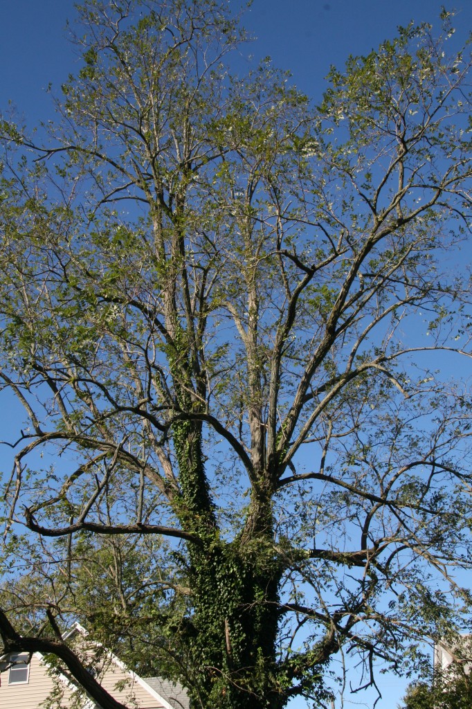 Black locust – Delaware Trees