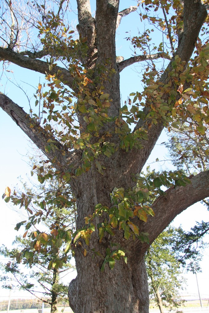 Cucumber magnolia – Delaware Trees