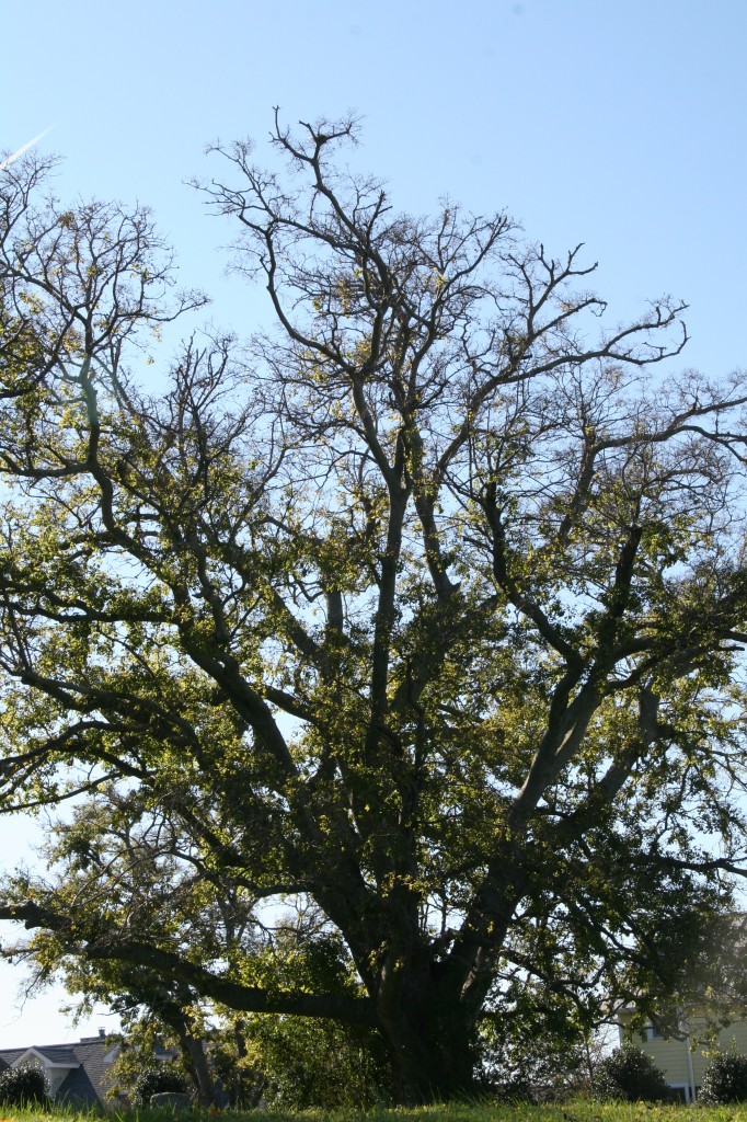 Hackberry – Delaware Trees