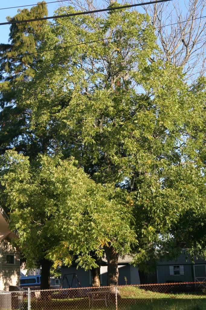 Honeylocust – Delaware Trees