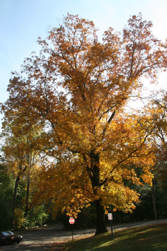Mockernut hickory – Delaware Trees