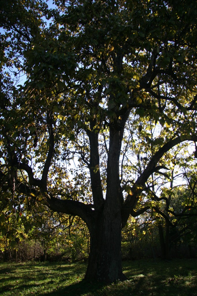 Catalpa – Delaware Trees