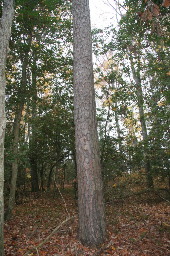 Shortleaf pine – Delaware Trees