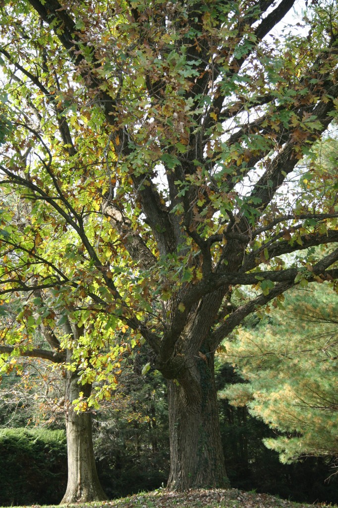 Bur oak – Delaware Trees