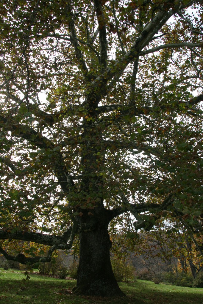 London planetree – Delaware Trees