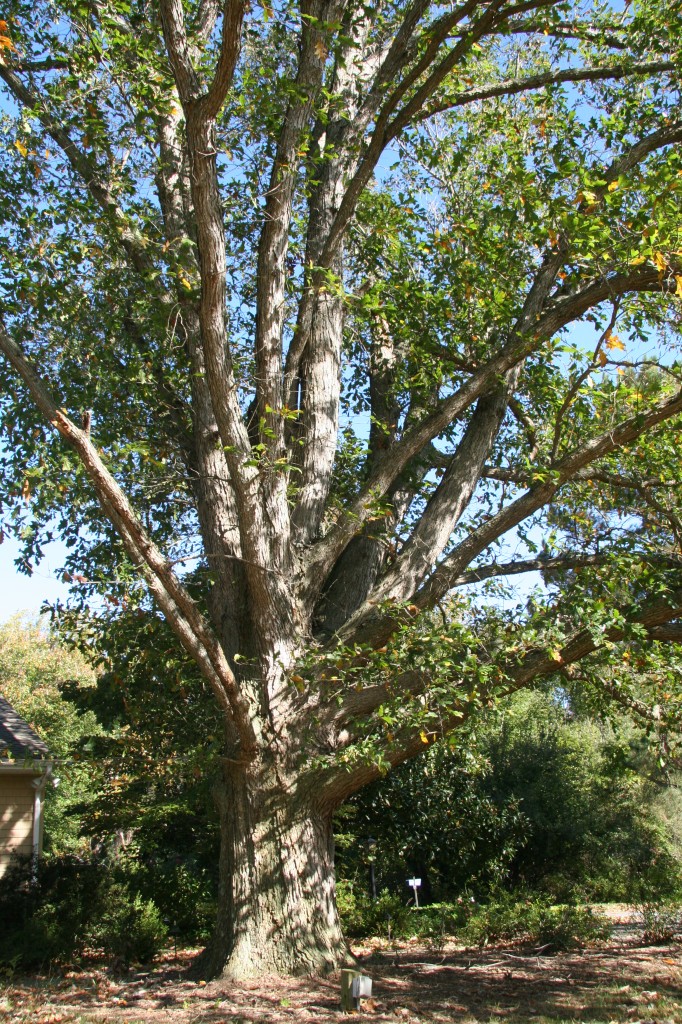 Overcup oak – Delaware Trees