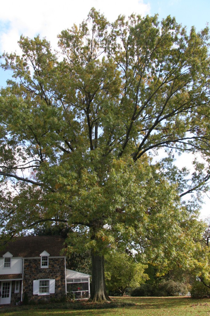 Pin oak – Delaware Trees