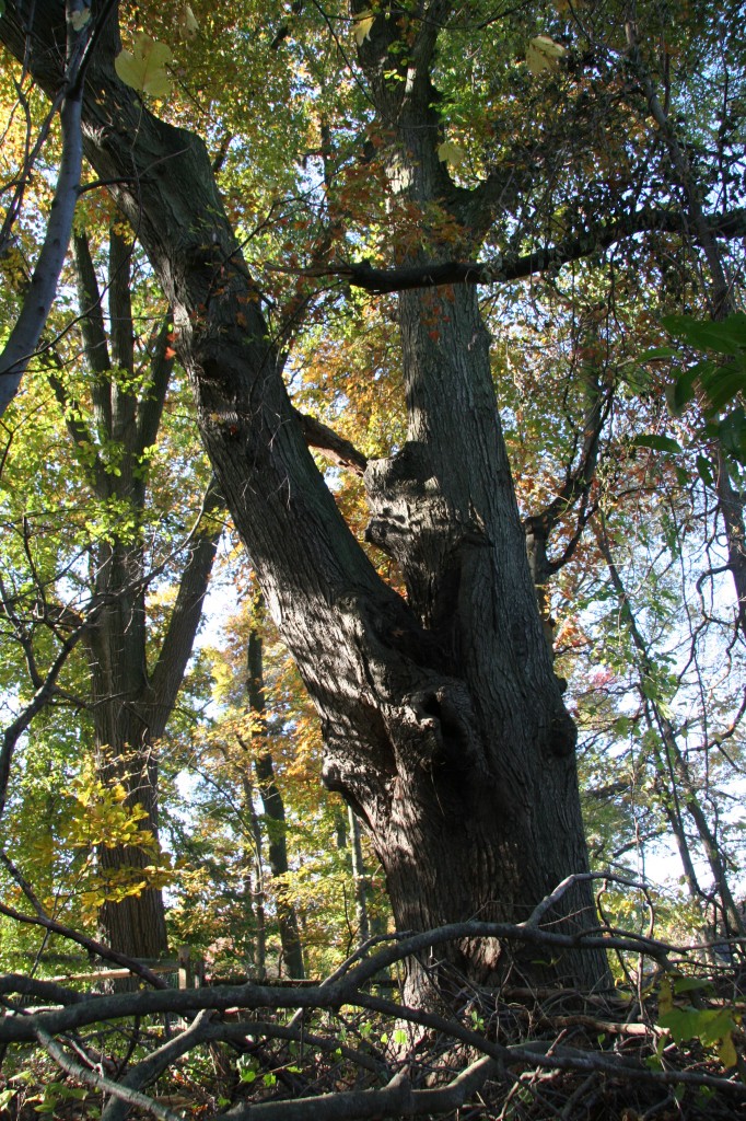 Red maple – Delaware Trees