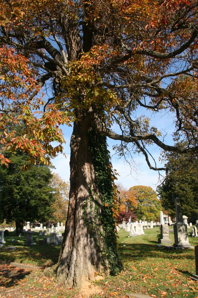 Sassafras – Delaware Trees