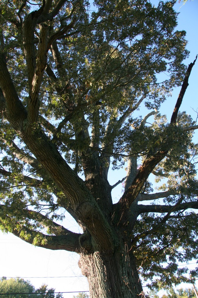 Southern red oak – Delaware Trees