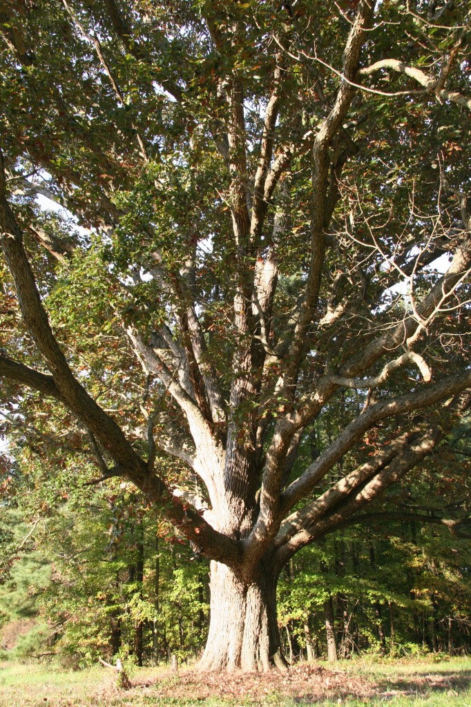 Swamp chestnut oak – Delaware Trees