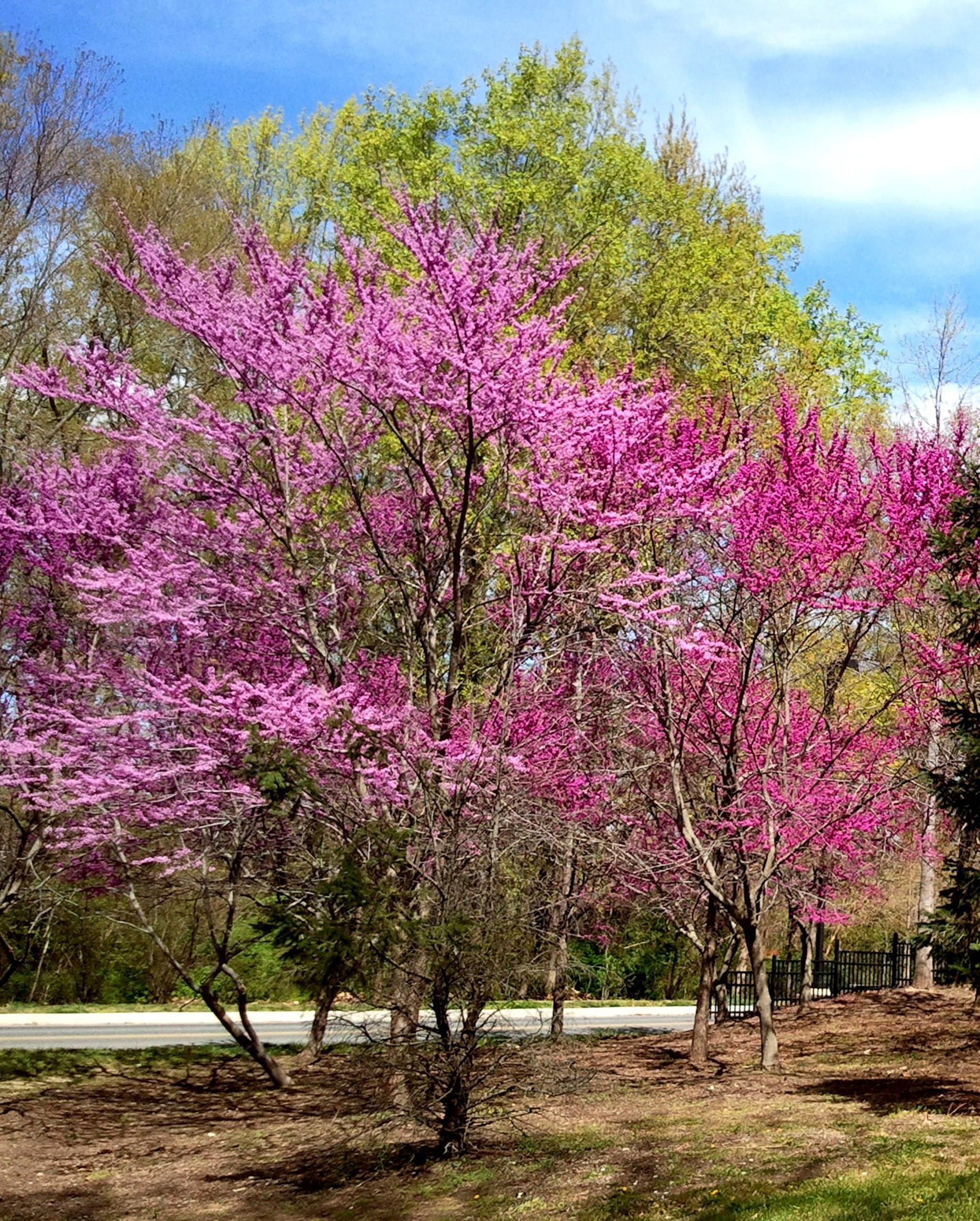 DFS awards over $47,000 in urban and community grants – Delaware Trees