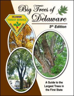 Big Trees – Delaware Trees