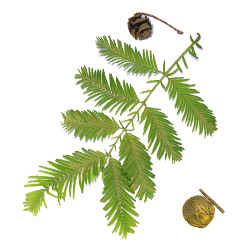 Dawn-redwood – Delaware Trees