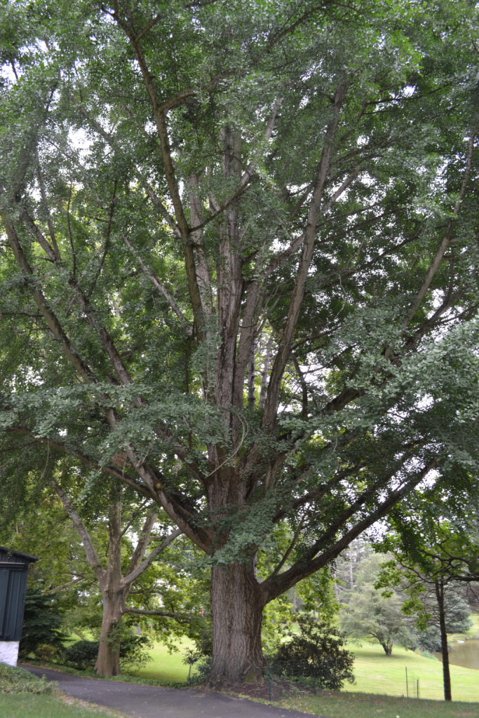 Ginkgo – Delaware Trees