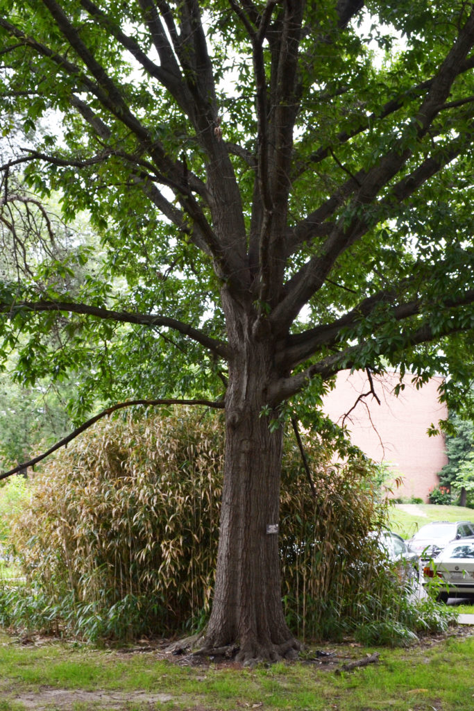 Shingle oak – Delaware Trees