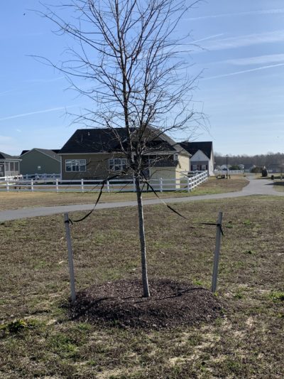 About Us – Delaware Trees